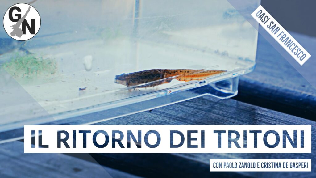 Il Ritorno dei Tritoni all'Oasi San Francesco | Desenzano del Garda